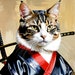 Samurai Cat Digital Art - Traditional Warrior Feline in Kimono, High ...