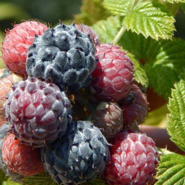 Raspberry Seeds - Etsy