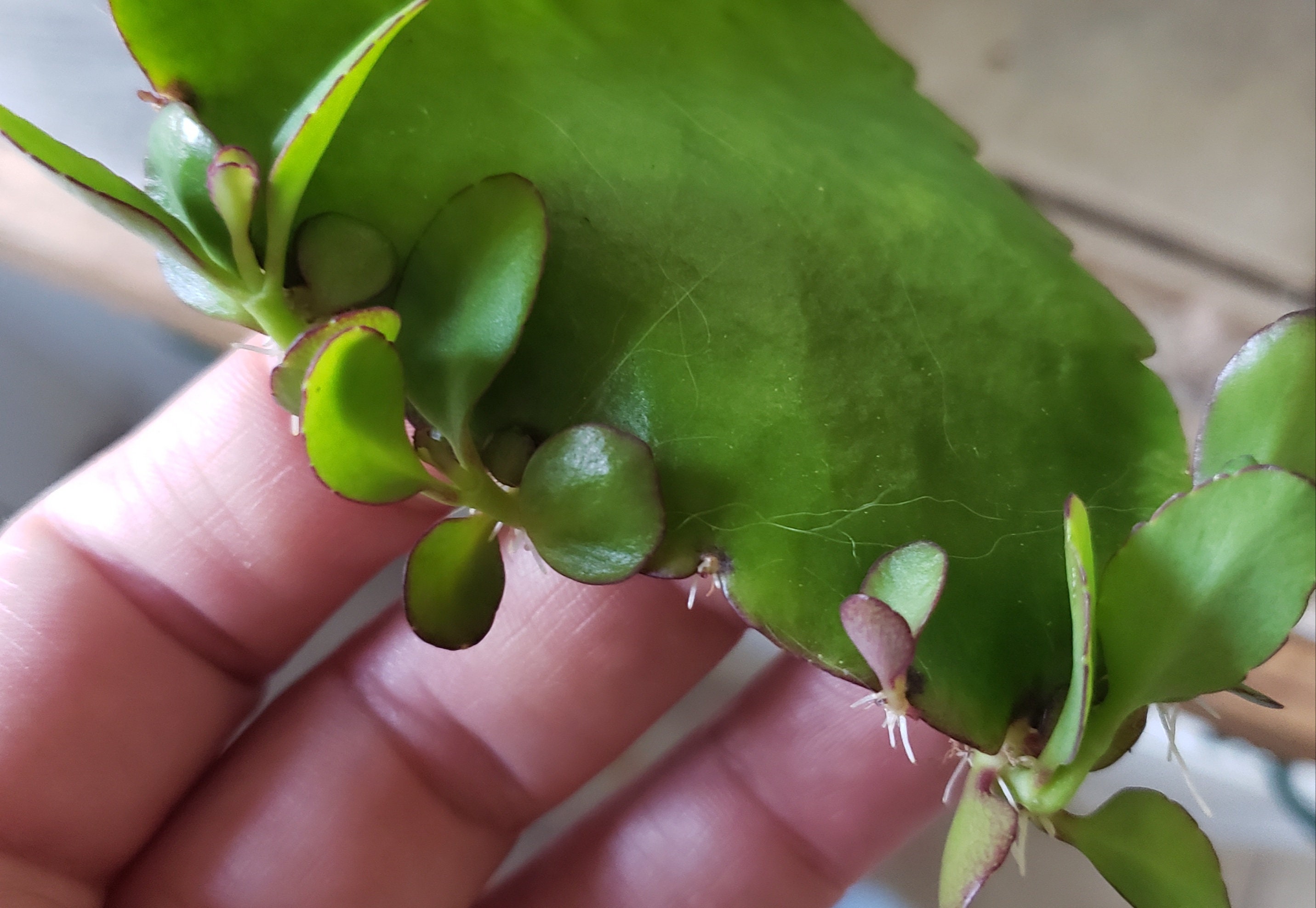 Wonder of the world 2 plants Miracle leaf Leaf of life | Etsy