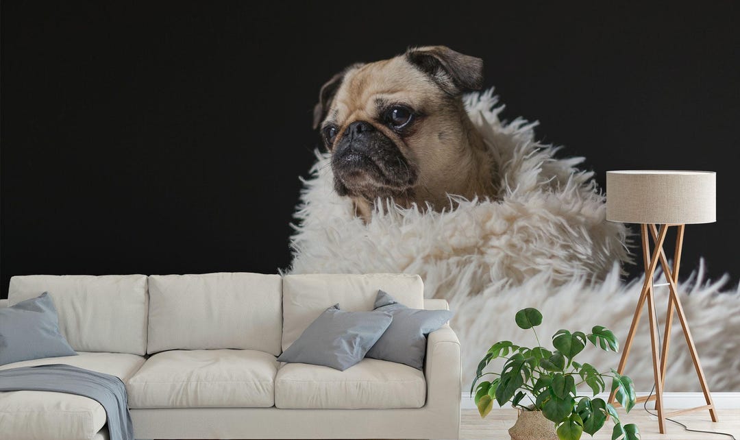 Cozy Pug Dog in Blanket Wall Mural - Removable Wallpaper Decor - Etsy
