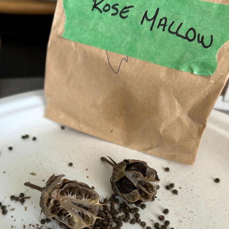 Swamp Rose Mallow - Hibiscus Moscheutos - Ontario Canada Native ...
