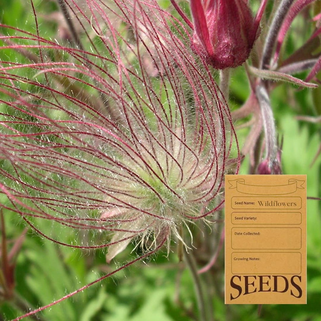 Prairie Smoke - Geum Triflorum - Ontario Canada Native Wildflower Seeds ...