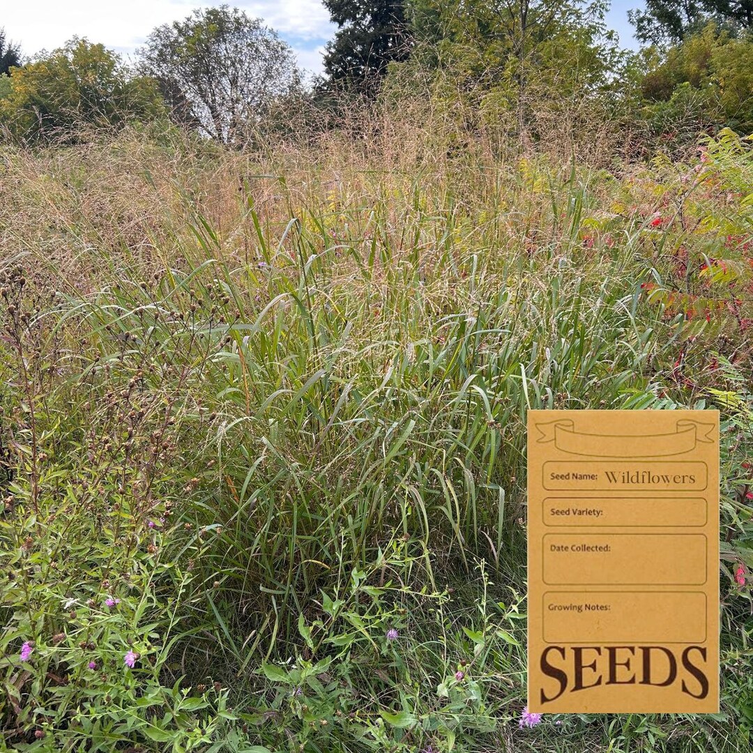 Switch Grass - Panicum Virgatum - Ontario Canada Native Wildflower ...