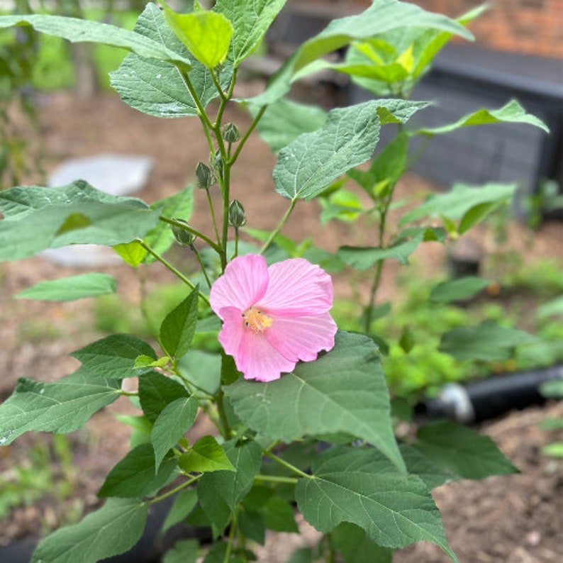 Swamp Rose Mallow - Hibiscus Moscheutos - Ontario Canada Native ...
