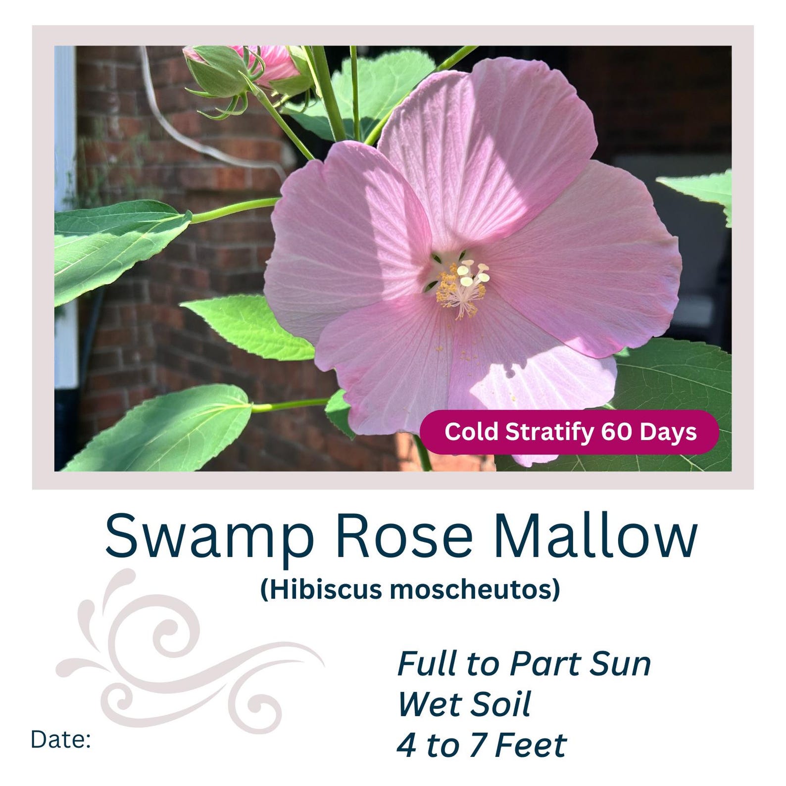 Swamp Rose Mallow - Hibiscus Moscheutos - Ontario Canada Native ...