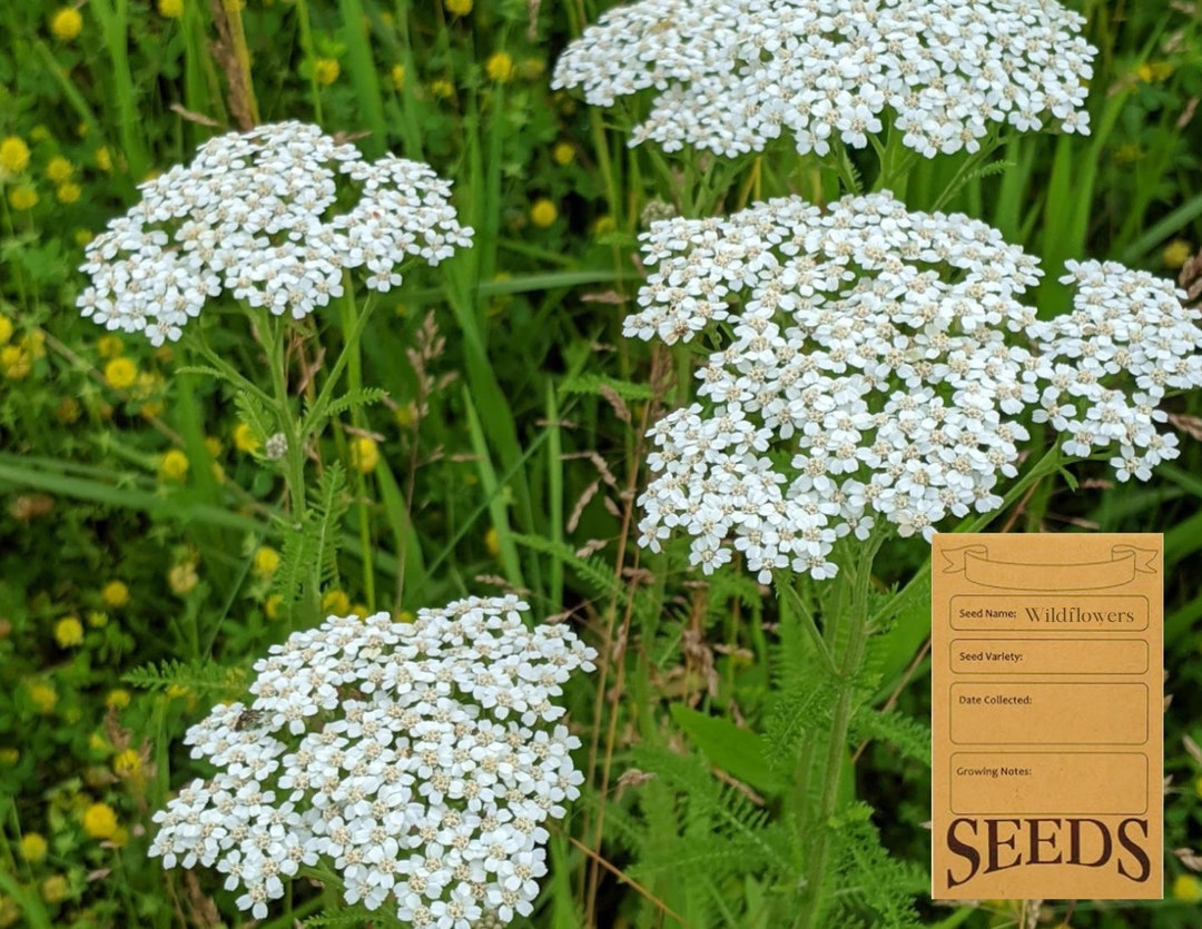 Common Yarrow Achillea Millefolium Ontario Native Wildflower Seeds ...