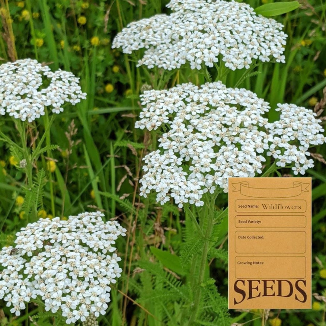 Common Yarrow - Achillea Millefolium - Ontario Canada Native Wildflower ...