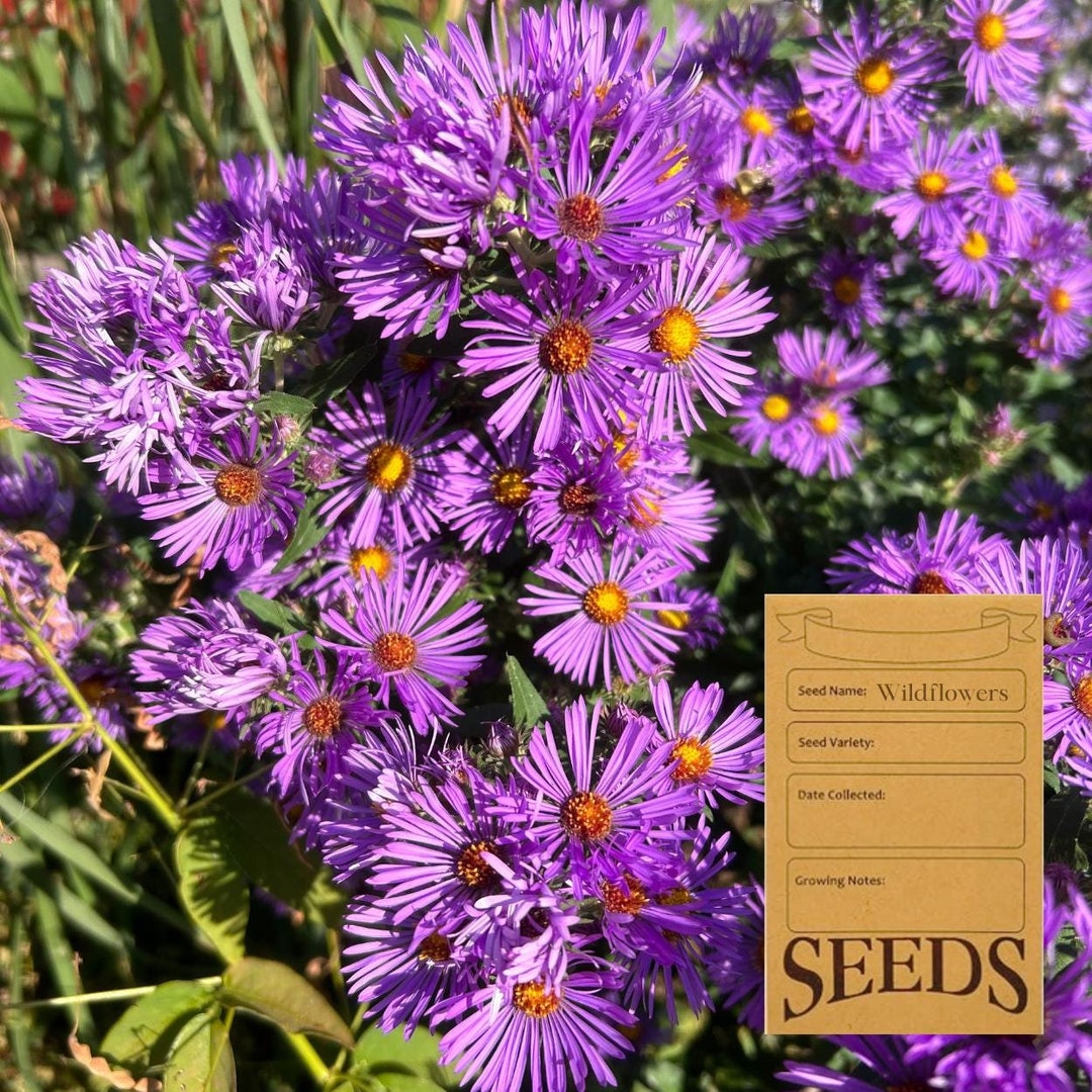 New England Aster - Symphyotrichum Novae-angliae - Ontario Native ...