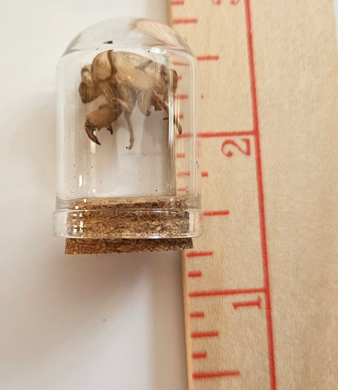 Tiny Halloween Decor Creepy Cruelty Free Curio Real Insect - Etsy
