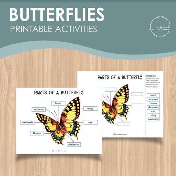 Butterfly Printable Activity Kindergarten Science Homeschool - Etsy