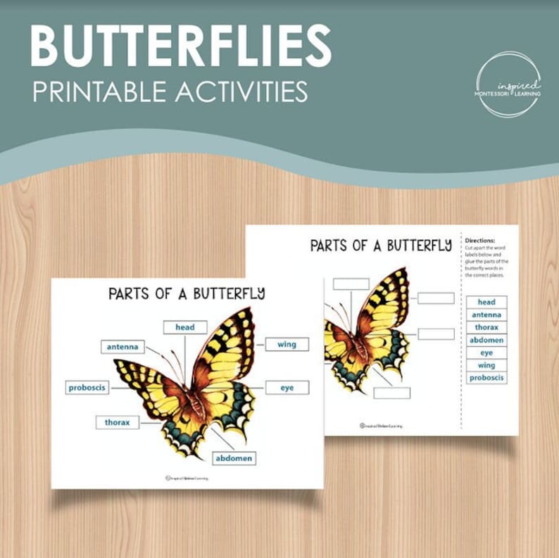Butterfly Printable Activity, Kindergarten Science, Homeschool ...