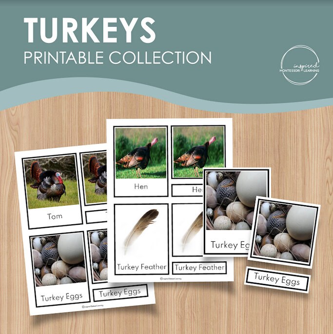Turkey Printable Collection, Thanksgiving Activity, Fall Activity ...