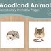 Winter Woodland Animals Vocabulary Cards, Montessori Inspired ...