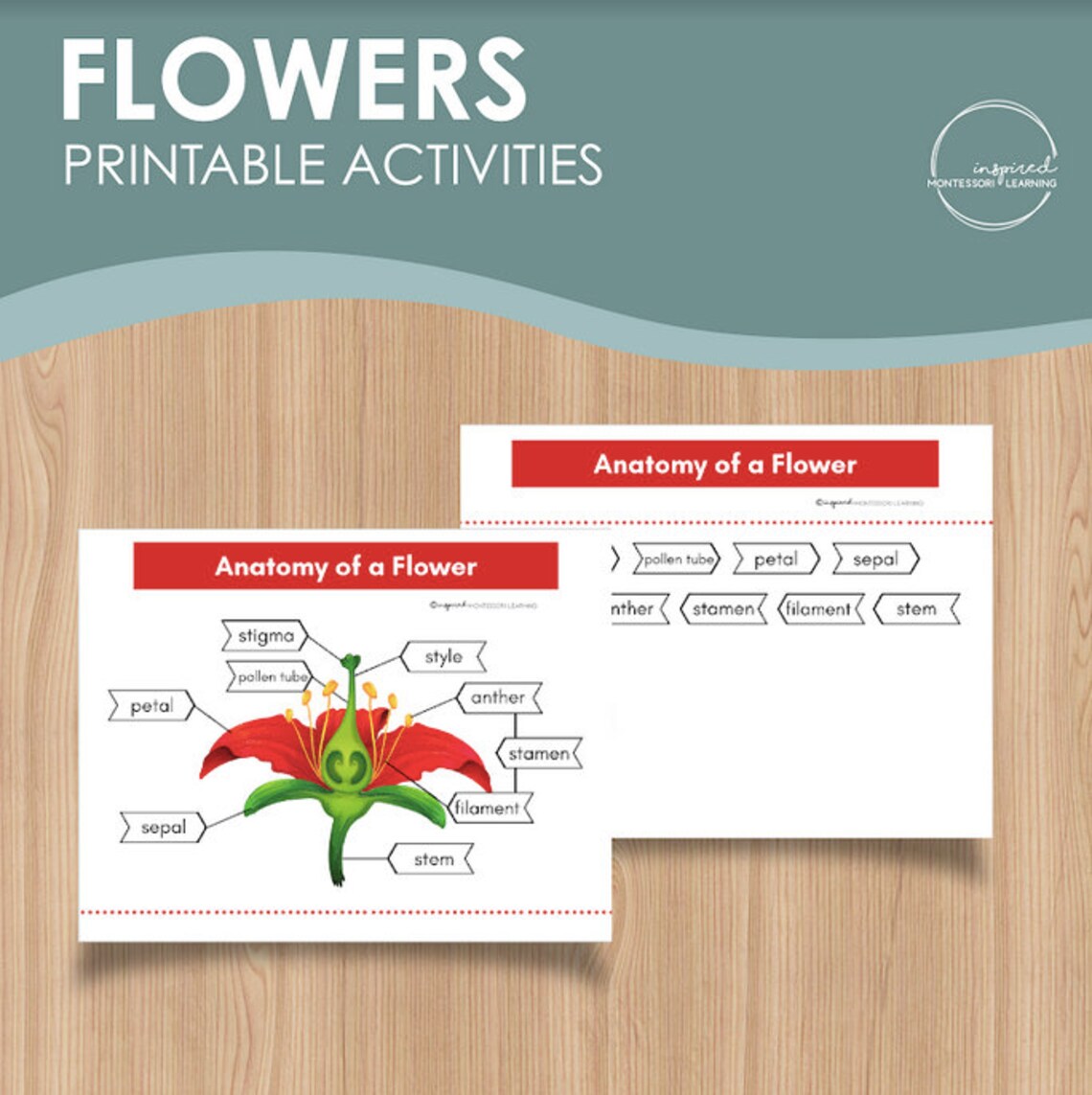 Flower Printable Activity, Preschool Activity, Kindergarten Printable ...