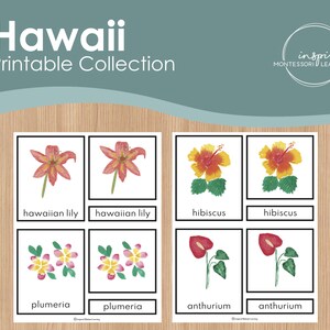 Hawaii Flowers & Map Printable Activity, Flower 3 Part Cards, Tropical ...