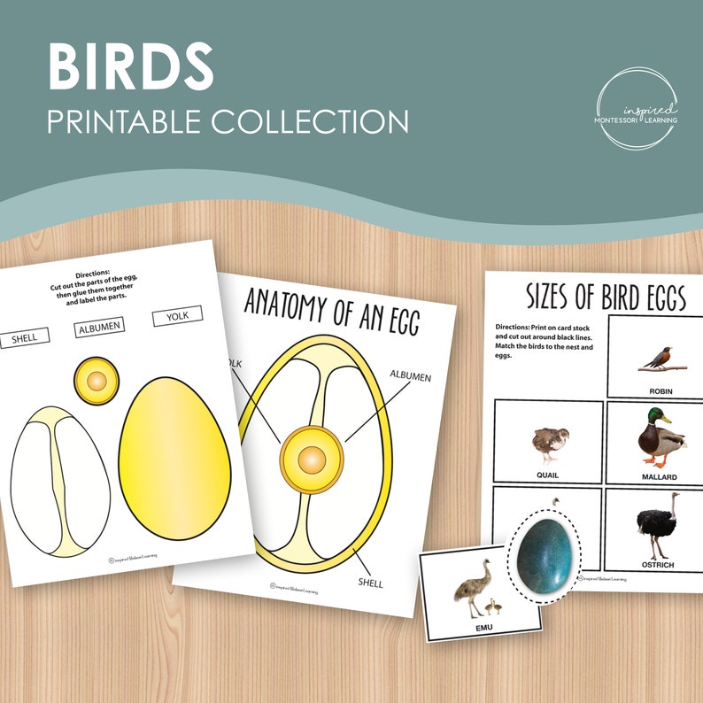 Birds Printable Collection, Montessori Inspired Animal Activity for ...