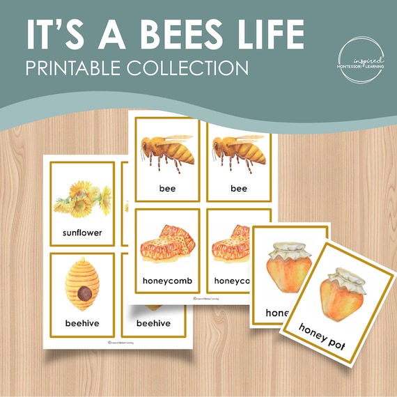 Honey Bee Printable Activity Toddler Activity Lesson Plan | Etsy