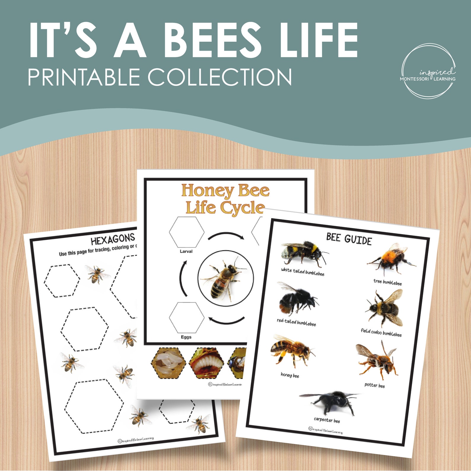 Honey Bee Printable Activity, Toddler Activity, Lesson Plan, Homeschool ...