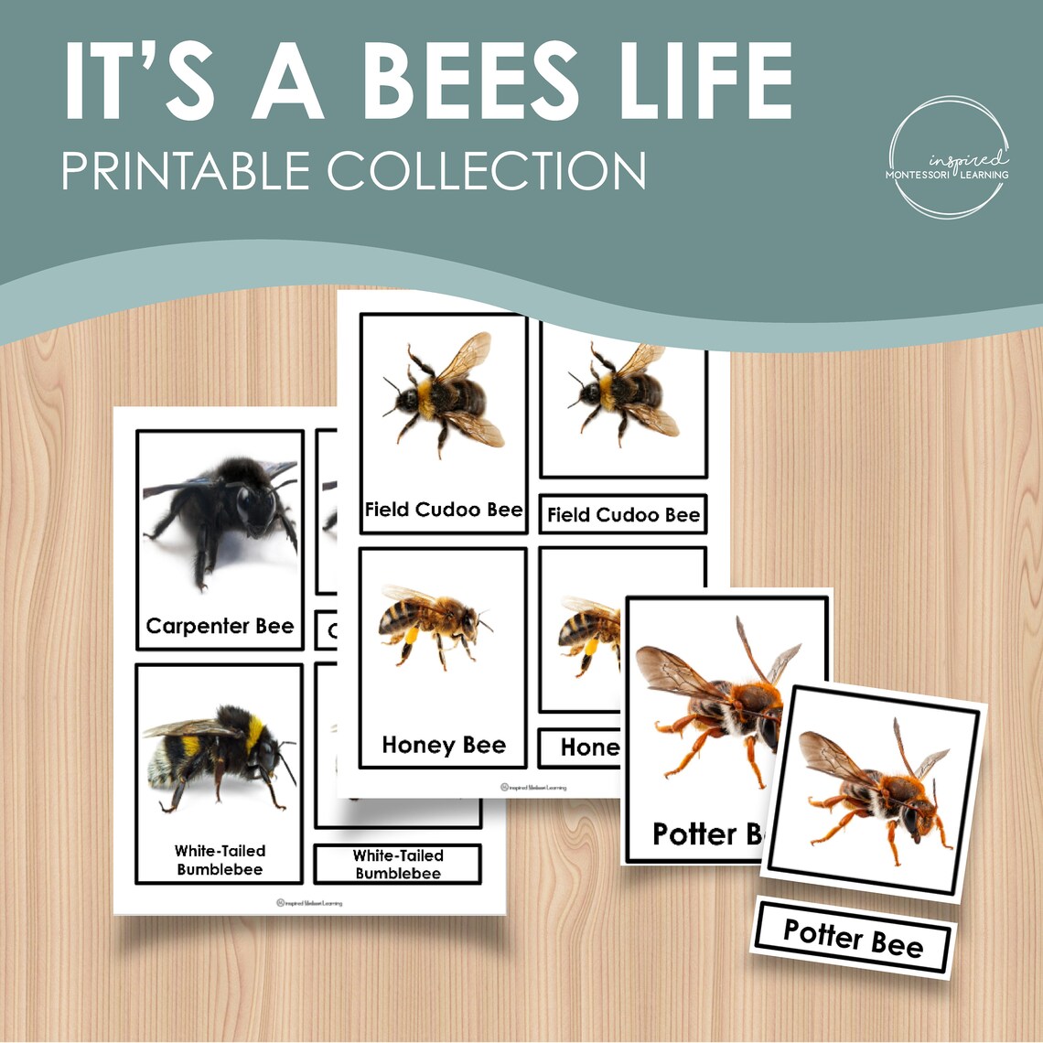 Honey Bee Printable Activity, Toddler Activity, Lesson Plan, Homeschool ...
