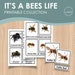 Honey Bee Printable Activity, Toddler Activity, Lesson Plan, Homeschool ...