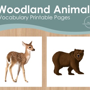 Winter Woodland Animals Vocabulary Cards, Montessori Inspired ...