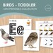 Birds Toddler Mini Collection, Toddler Printable Activity, Montessori ...