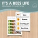 Honey Bee Printable Activity, Toddler Activity, Lesson Plan, Homeschool ...