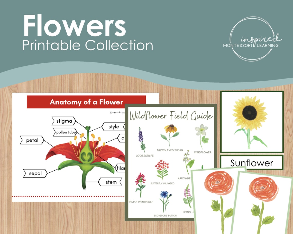 Flower Printable Activity, Preschool Activity, Kindergarten Printable ...