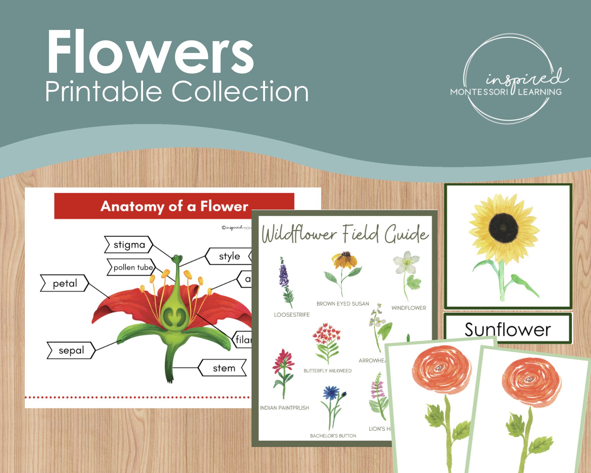 Flower Printable Activity, Preschool Activity, Kindergarten Printable ...