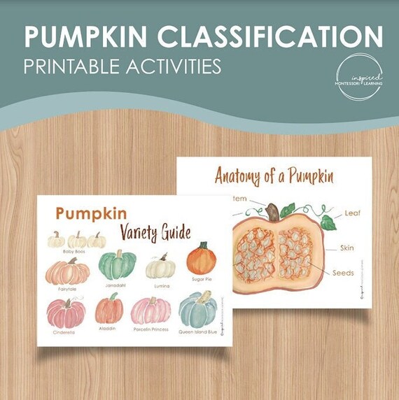 Pumpkin Flash Cards Pumpkin Activity Fall Activity | Etsy