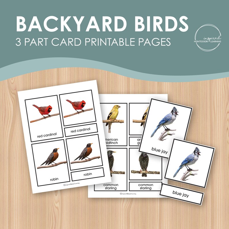 Backyard Birds 3-part Matching Cards, Montessori Inspired 3-part Cards ...