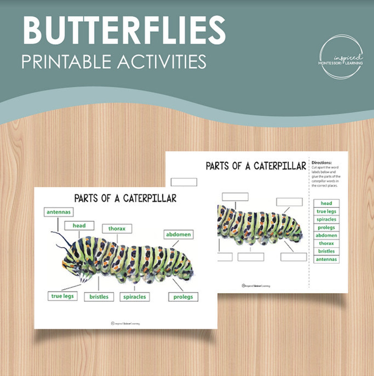 Butterfly Printable Activity, Kindergarten Science, Homeschool ...