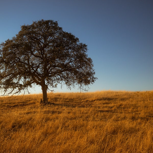 One Tree Hill - Etsy