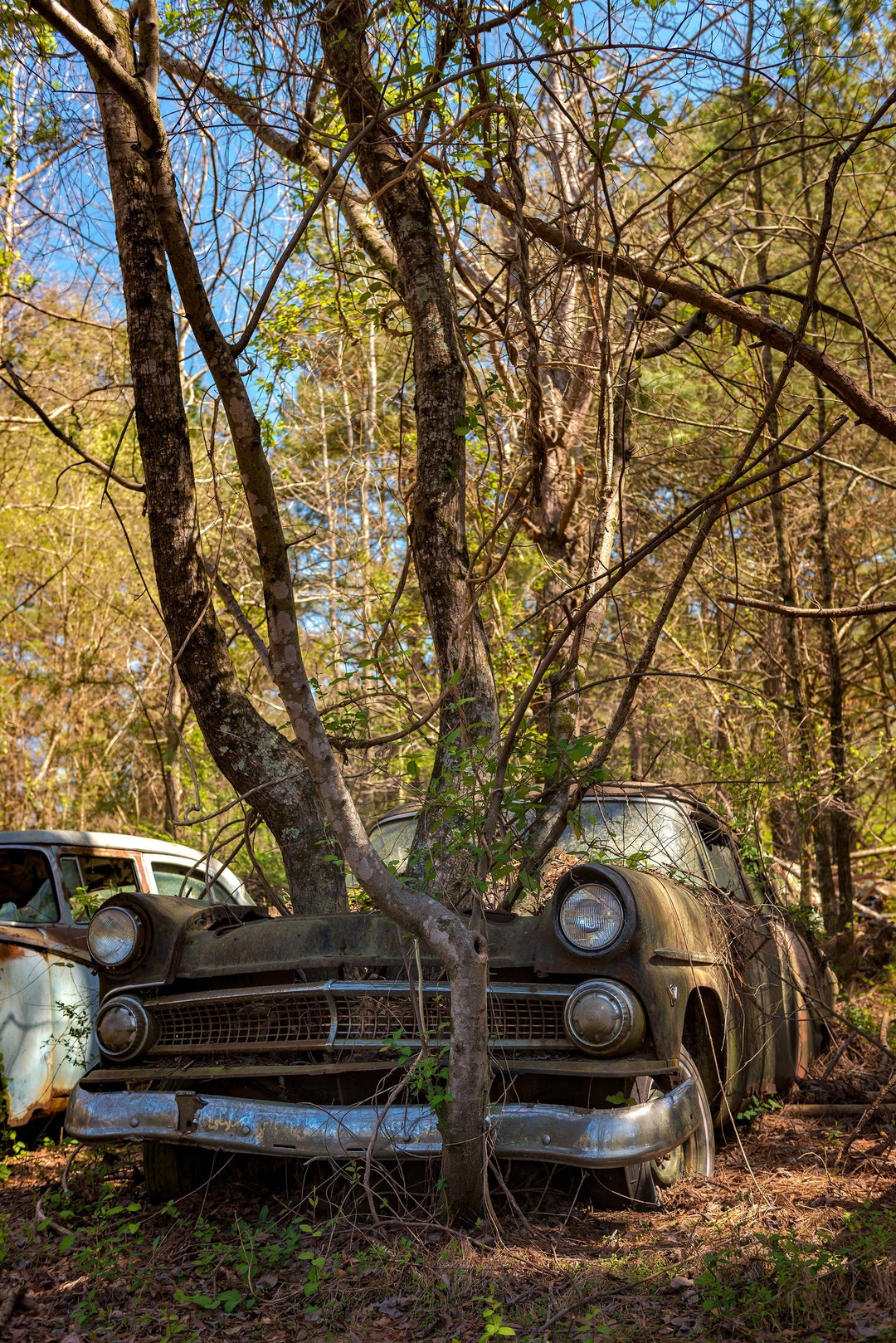 Rusty Classic Rare 50s Ford Falcon With Trees Growing Instead - Etsy