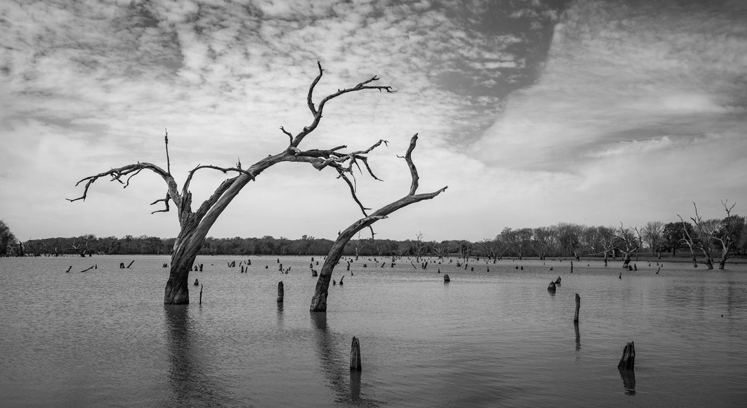 Dead Trees and Stumps in A Rural Texas Lake, Dry Dead Trees, Minimalist ...