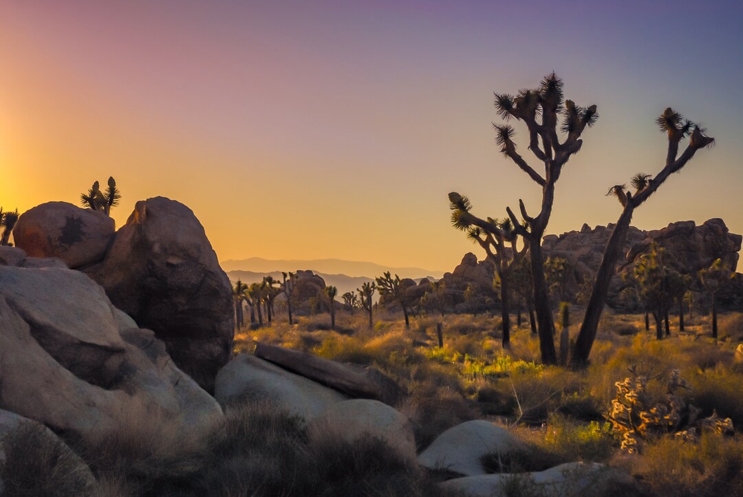 Hermosos árboles de Joshua en el Parque Nacional Joshua Tree California ...
