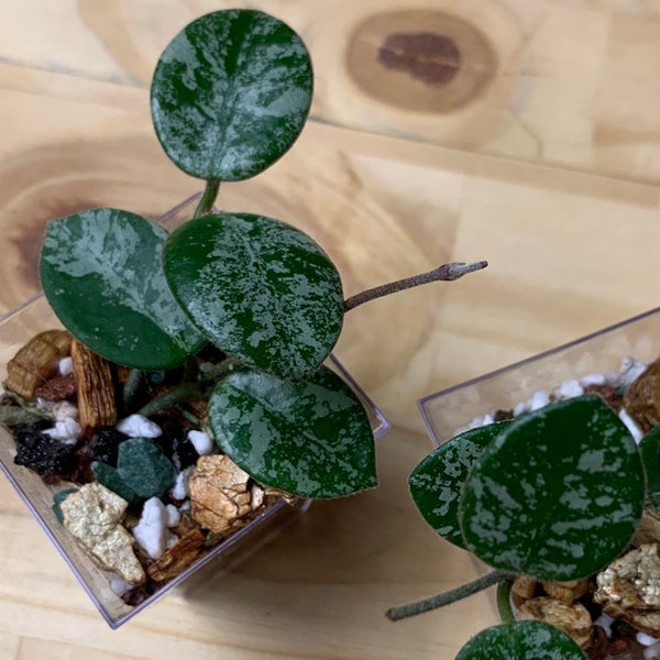 Hoya Mathilde - Etsy