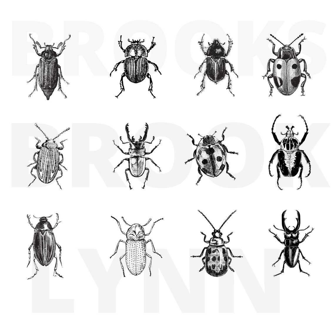 Beetle Svg, Bugs Svg, Bundle Svg, Shirt, Line Drawing Svg, Botanical ...