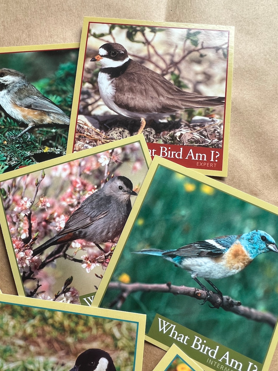 9 Bird Identification Cards - Etsy