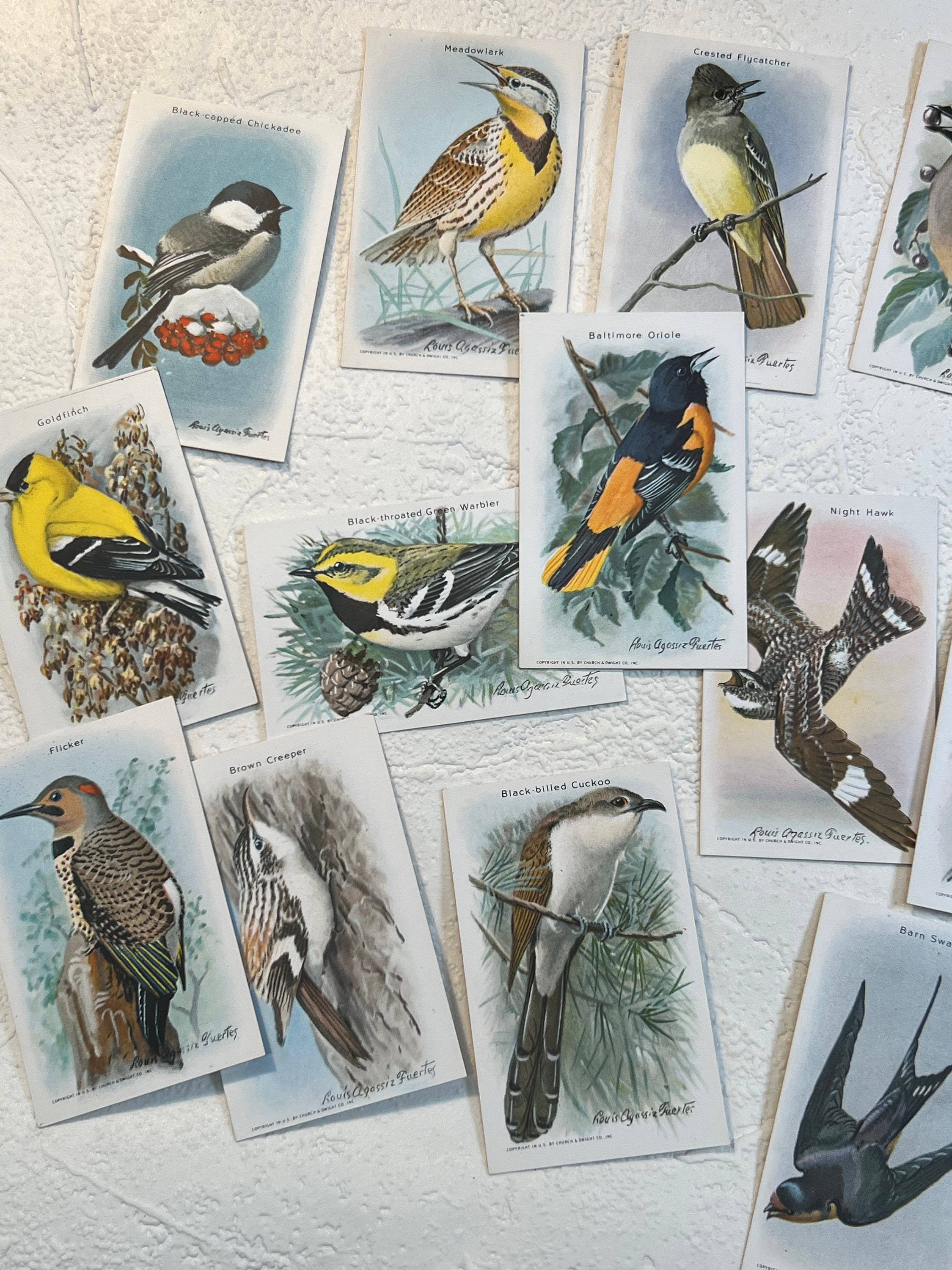 Useful Birds of America Collector Cards Series 9, Series 10 (1930s) - Etsy