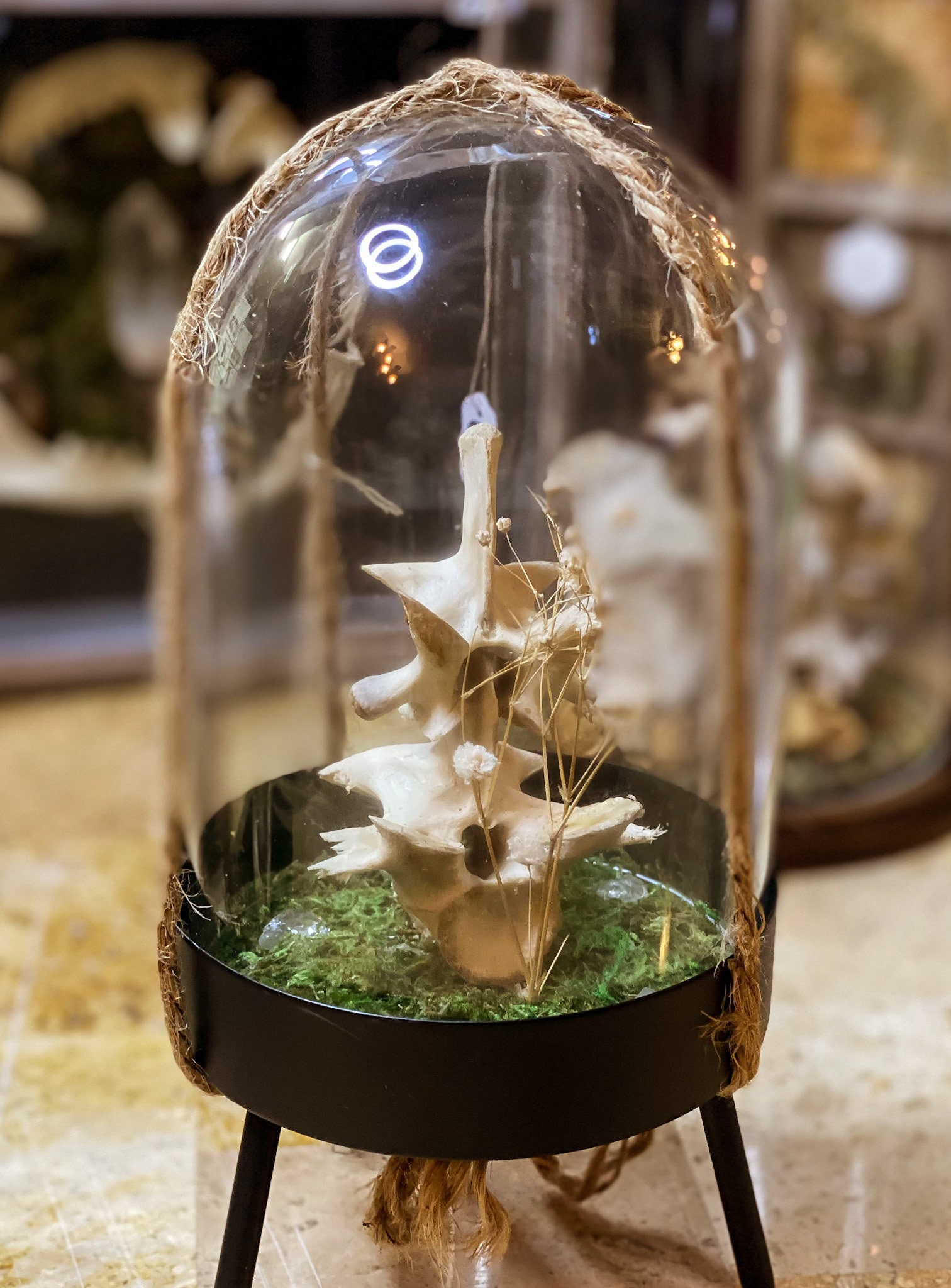 Stacked Deer Vertebrae Cloche Display - Etsy