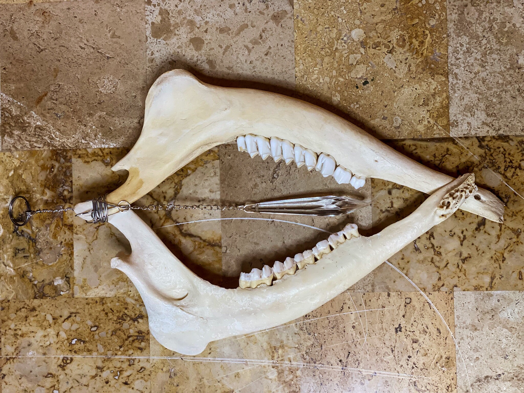 Suncatcher Maxilla Display - Etsy
