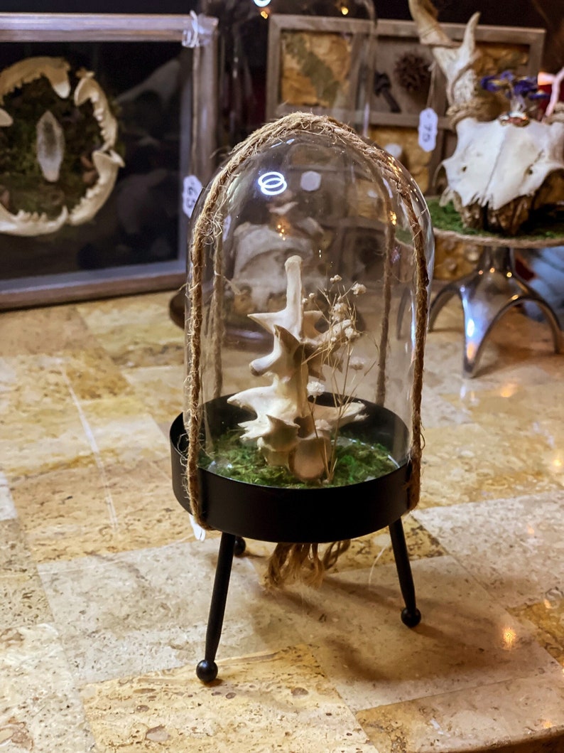 Stacked Deer Vertebrae Cloche Display - Etsy