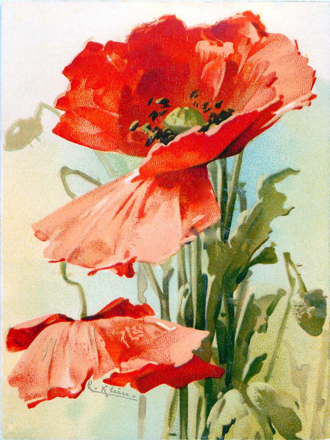 Still Life Flowers Red Poppy by Catherine Klein Accent Tile Mural ...
