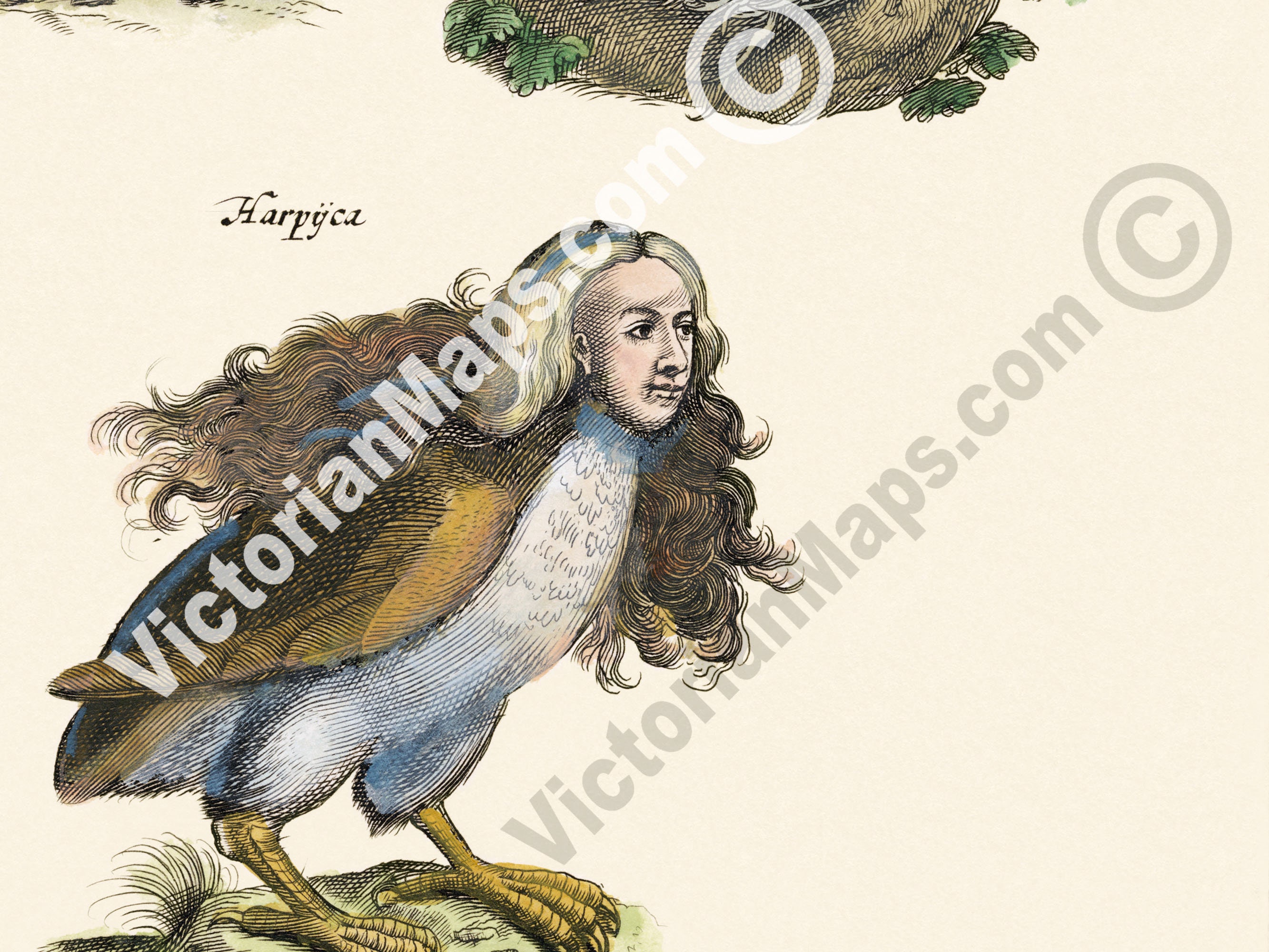 Phoenix Harpy Griffin Pelican Mythical Creature Monster Beast Engraving ...