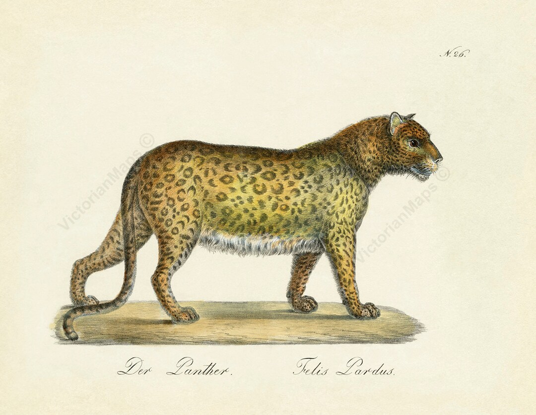 Leopard Felis Pardus Panther Antique Georgian Engraving Karl Brodtmann ...