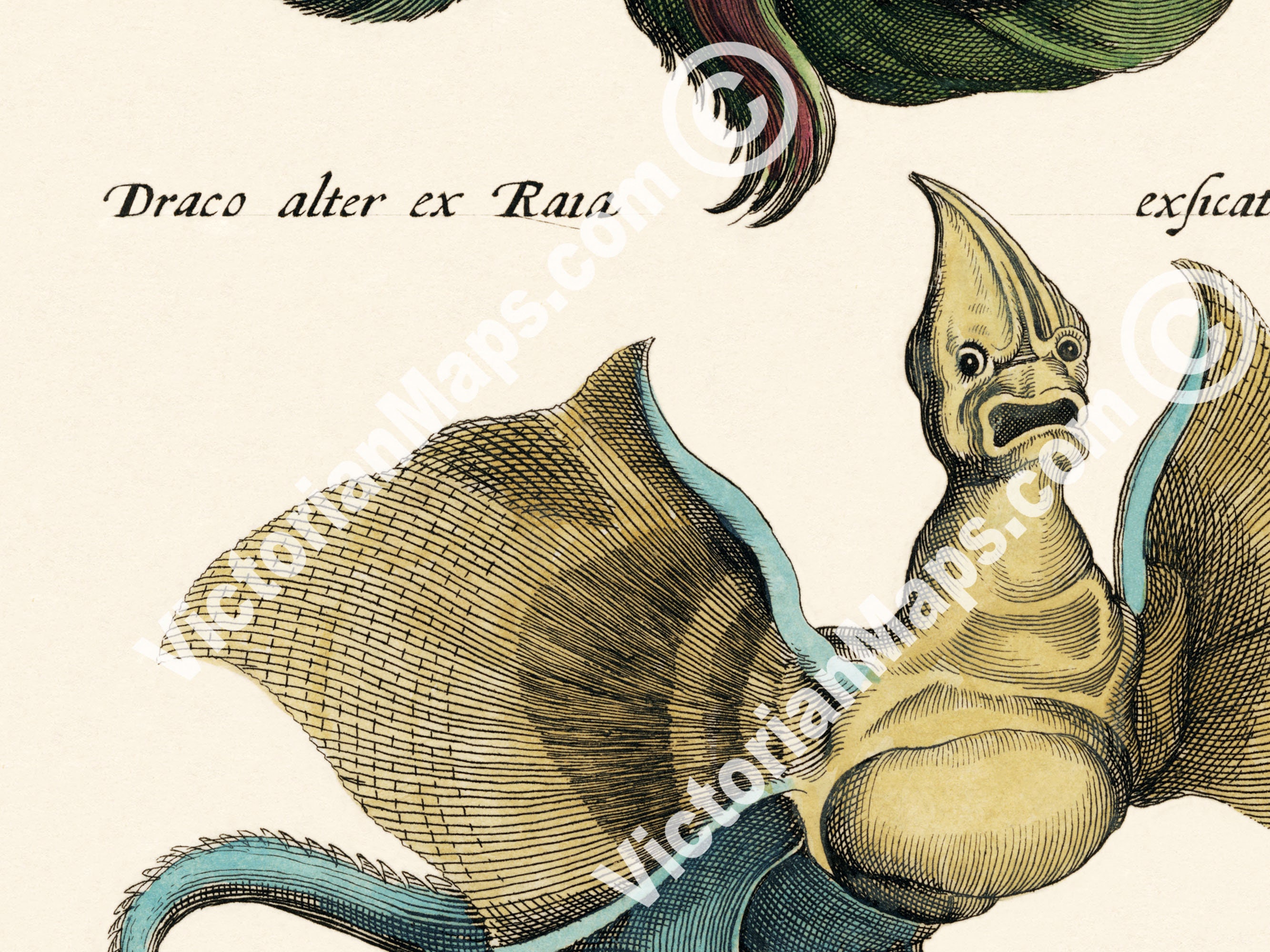 Sea Monster Basilisk Dragon Ray Mythical Beast Serpent Old - Etsy