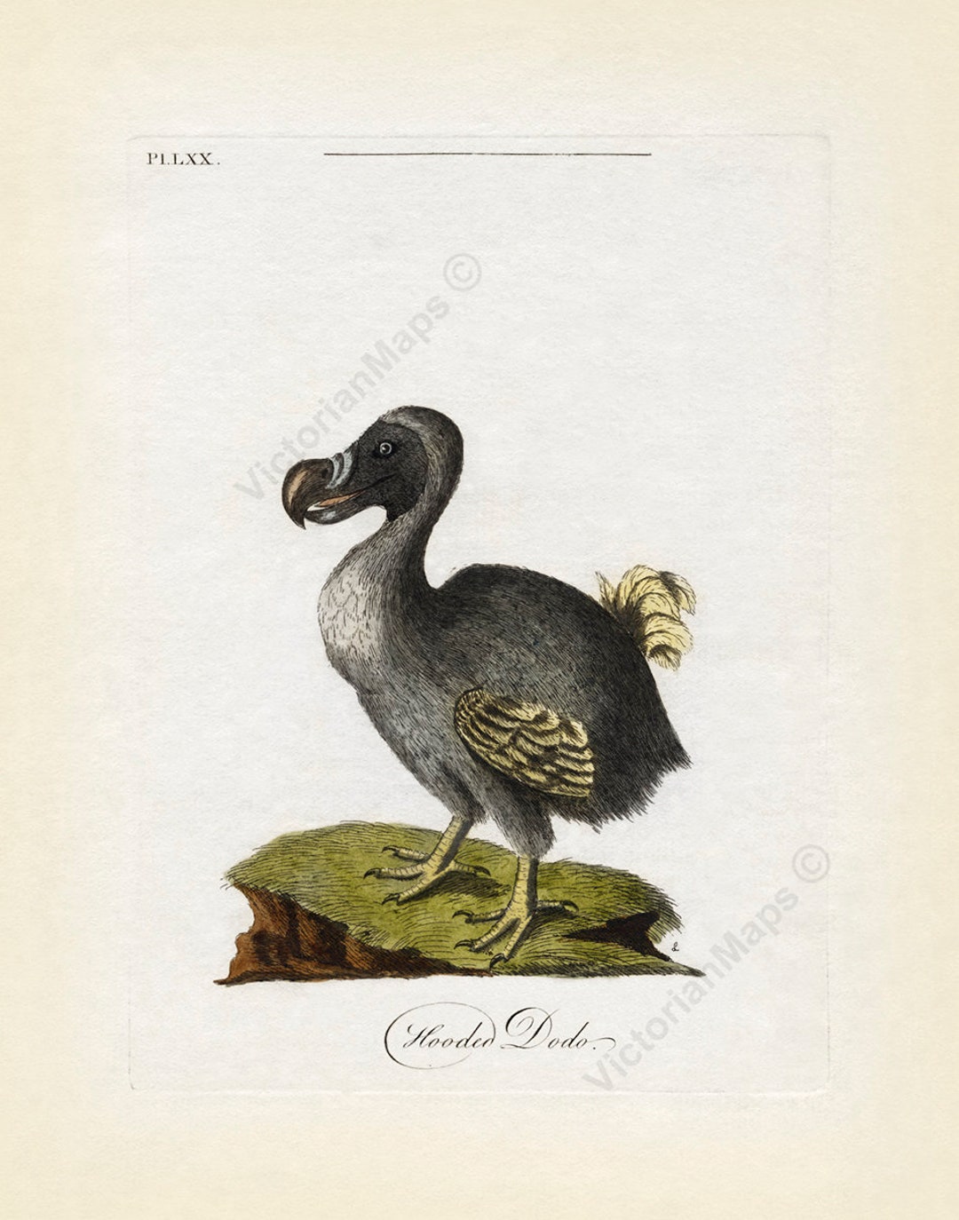Dodo Dronte Raphus cucullatus, ave extinta, grabado antiguo, Latham ...