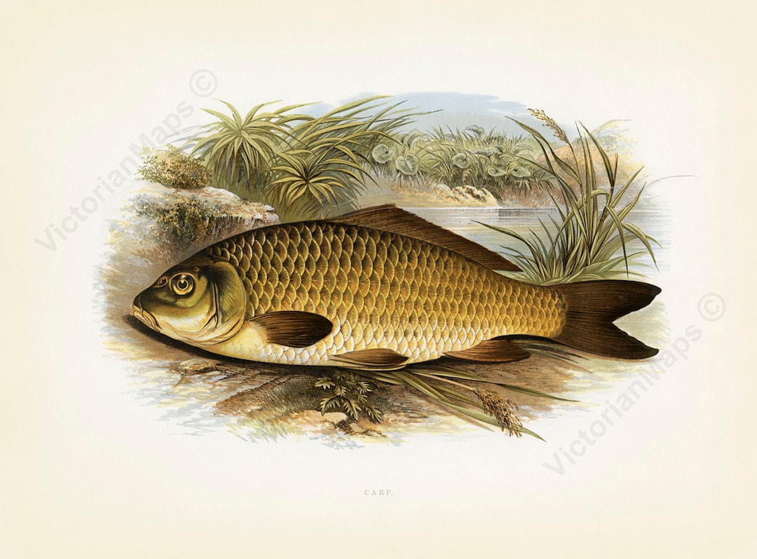 CARP Fish Antique Victorian Engraving British Fishes W Houghton 1879 ...