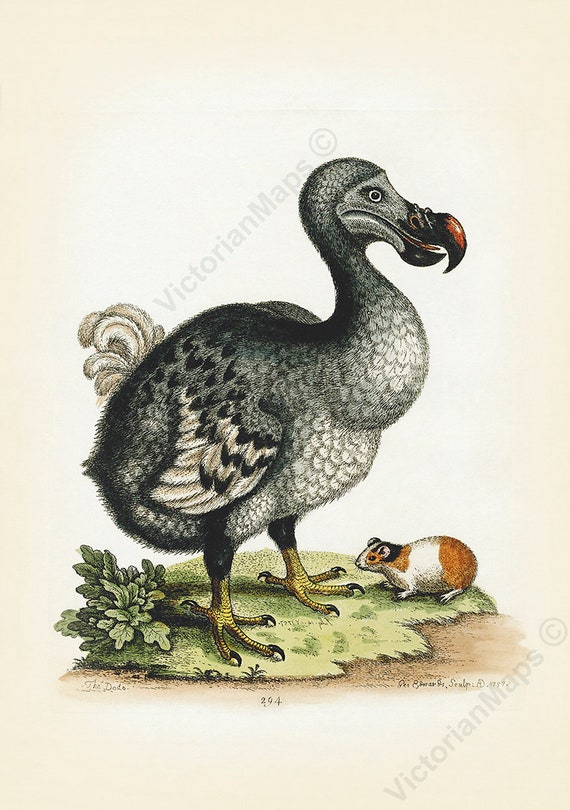 Dodo Dronte Raphus Cucullatus Extinct Bird Antique Engraving | Etsy UK